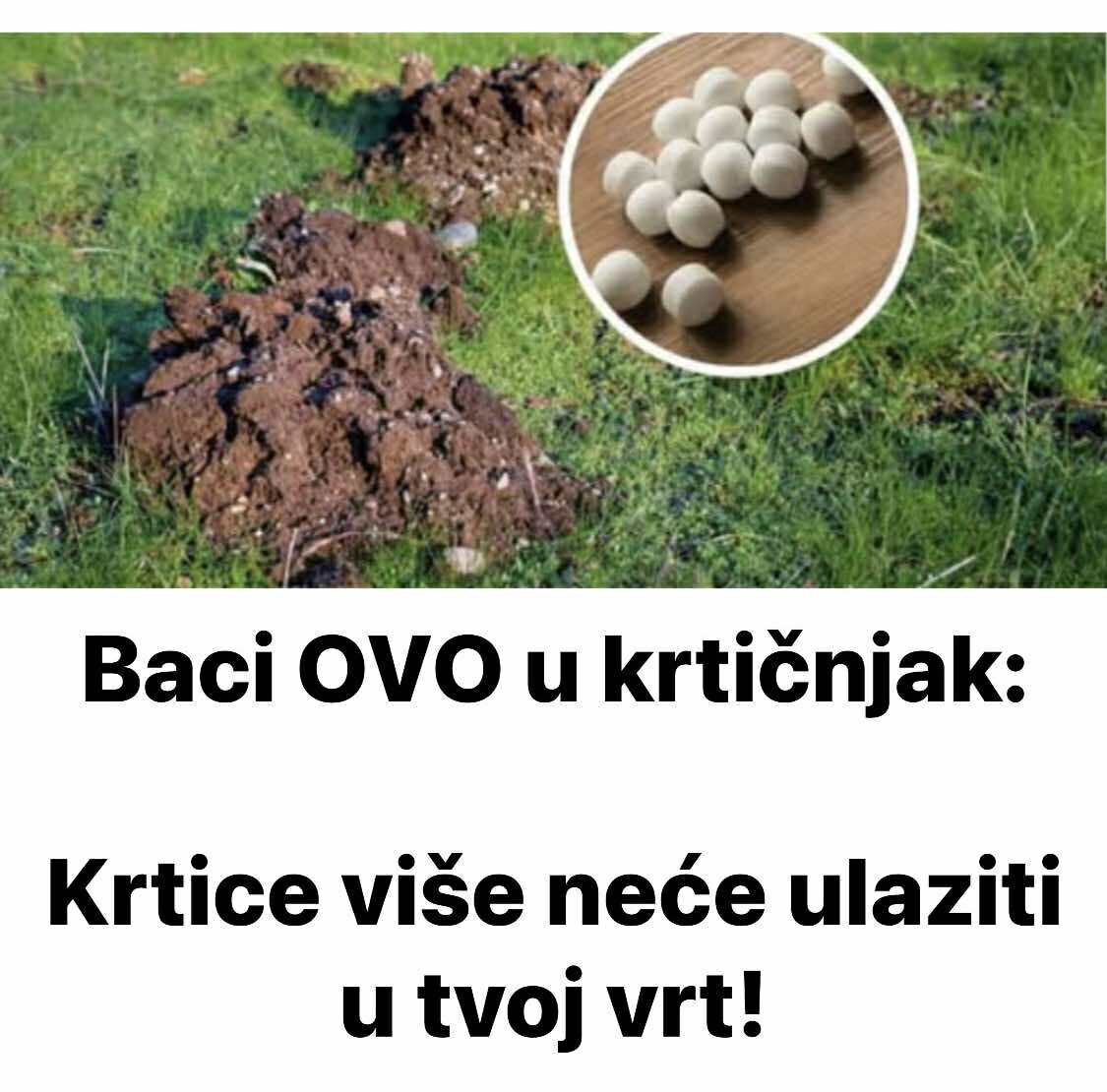 Baci OVO u krtičnjak: Krtice više neće ulaziti u tvoj vrt! - PRIRODNI ...